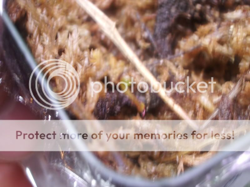 root cutting strike - FlyTrapCare Forums